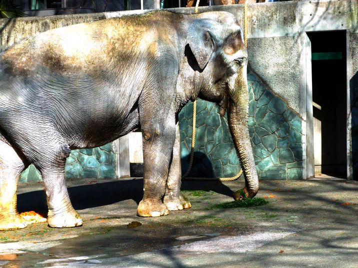 Japan - Elephant in Japanese zoo still a big draw at 65 - FluTrackers ...